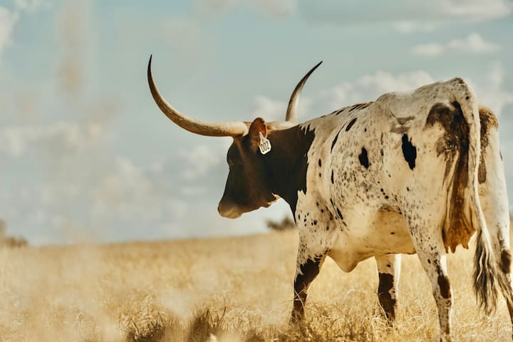 Longhorn Ranch Casita - Elgin, TX