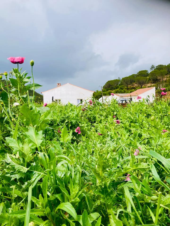 Cadinho Family Farm, Casa Verde - District de Faro