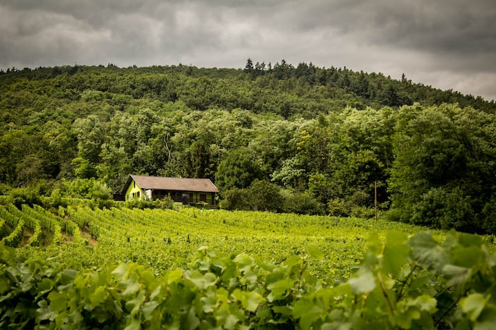 Gîte Du Weinbaum à Bergheim/france - Ribeauvillé