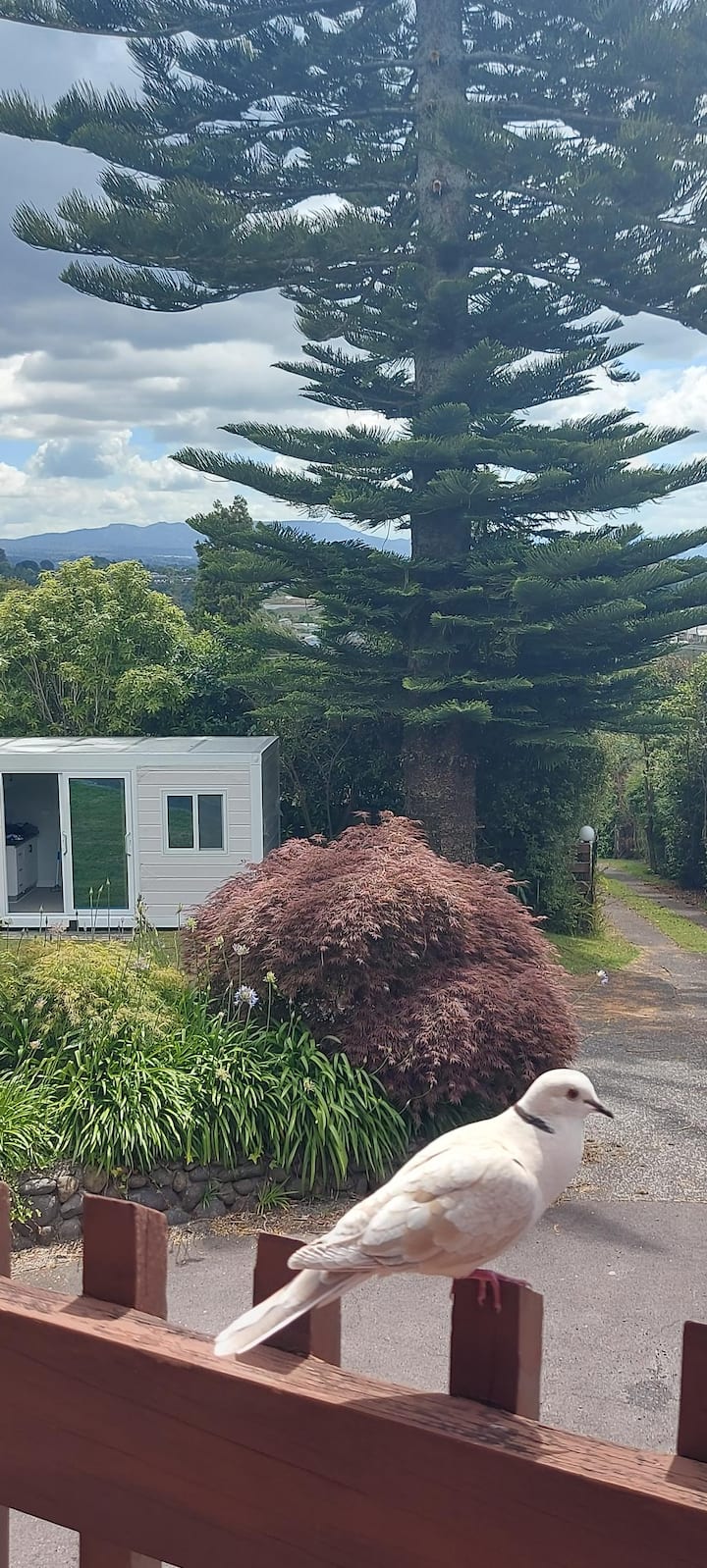 New "The Workers Cabin" - Tauranga