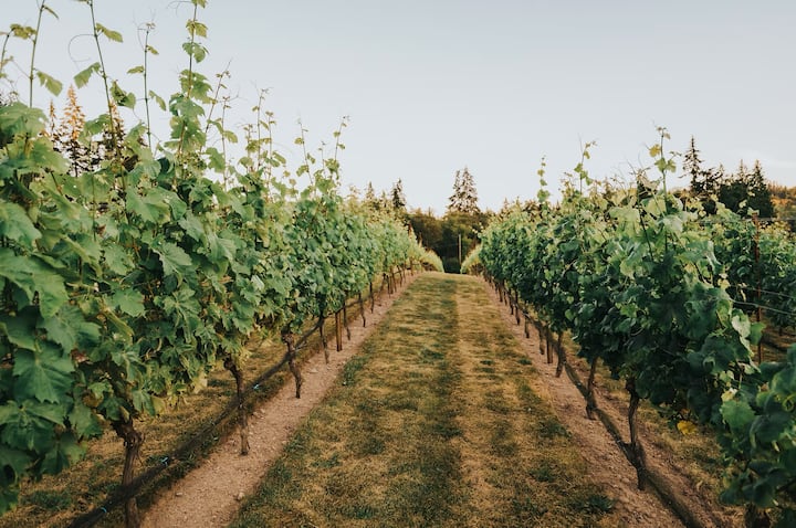Vineyard Escape Above The Vines - Whidbey Island, WA