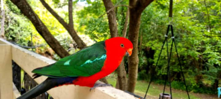 Idyllwylde. Stroll To River & Town. Pet-friendly. - Currawong Rd