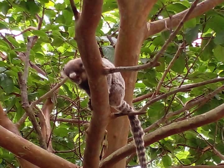 Morada Dos Saguis - Florianópolis