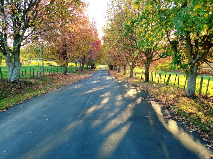 The Shottage In The Country - Pukekohe