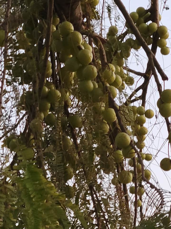 Return To Nature's Bounties - Kashipur