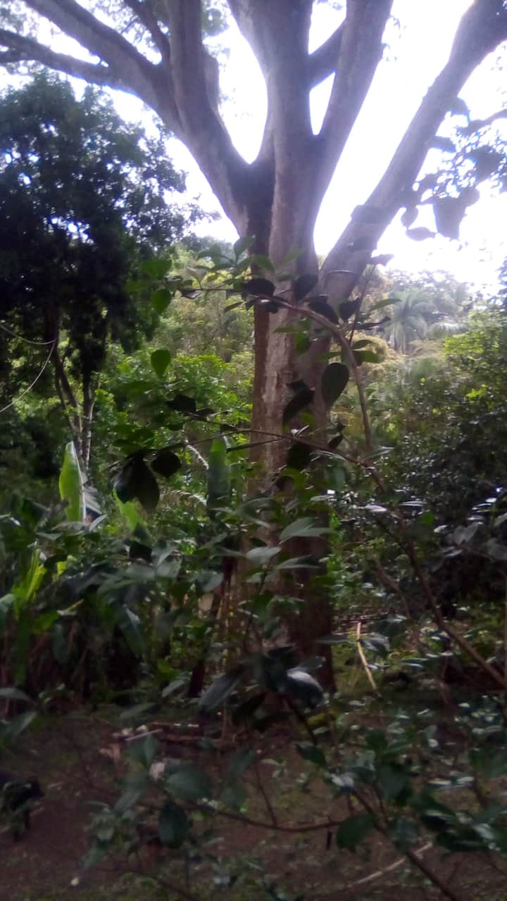 Koolantro Jungle Bungalows - Ciudad Quesada
