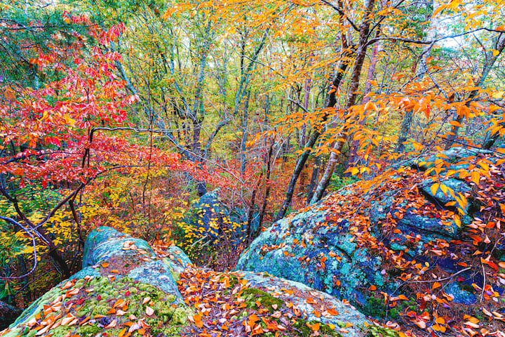 Horses | 75+ Acres | Rock Boulders | Board Games - Alabama