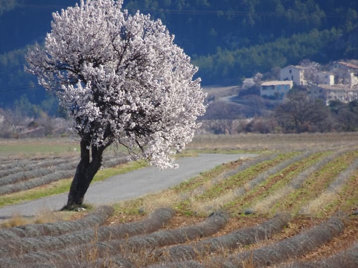Domaine De La Blache - L'amandier - Moustiers-Sainte-Marie