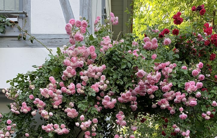 Zuhause Auf Zeit In Mainz - Mainz