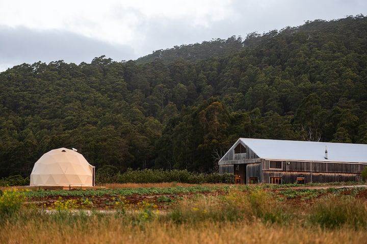 Orchard Sunrise Dome - Penguin