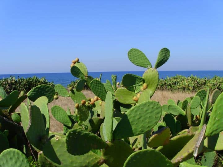 Le Tue Vacanze In Salento - Taviano