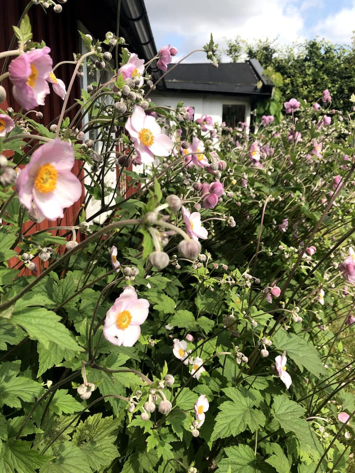 Torp I Böljande Landskap - Tomelilla