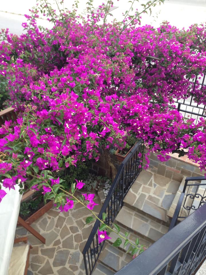 Bougainvillea Relax E Mare A 50m - Casal Velino