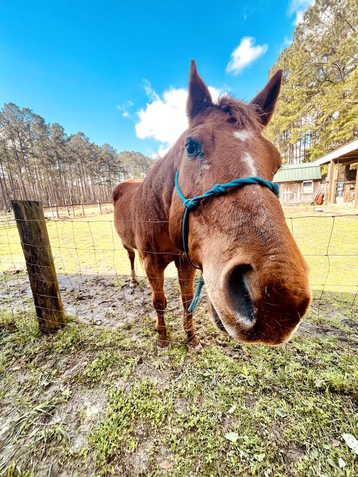 Cozy Cabin Glamping @ Mount Olivet Farm Haven - Florida