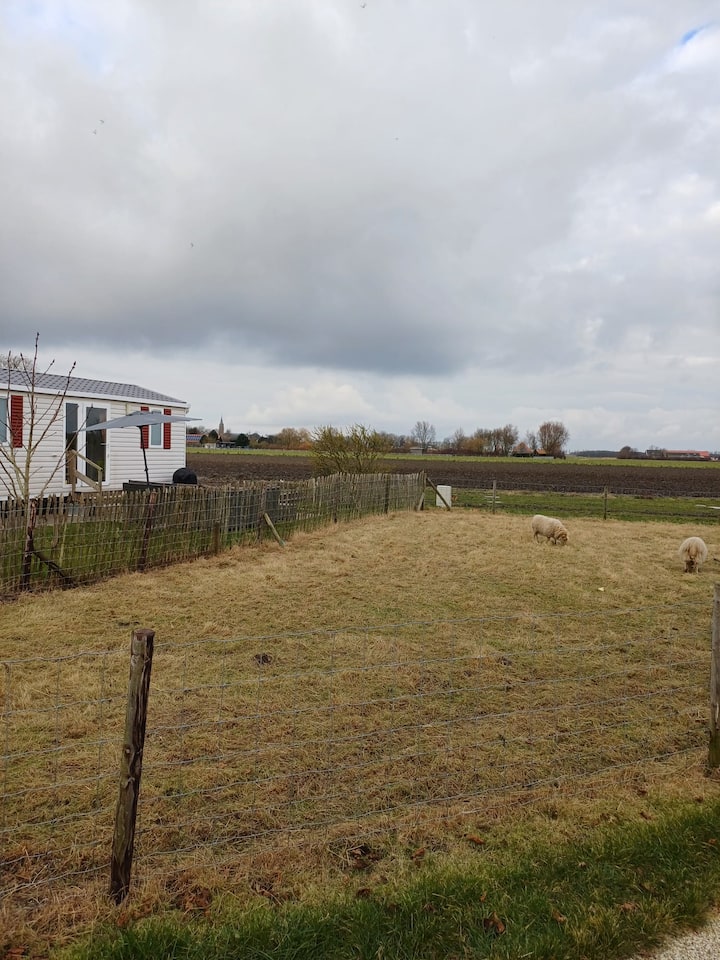 Zeeuwse Knoop - Zierikzee