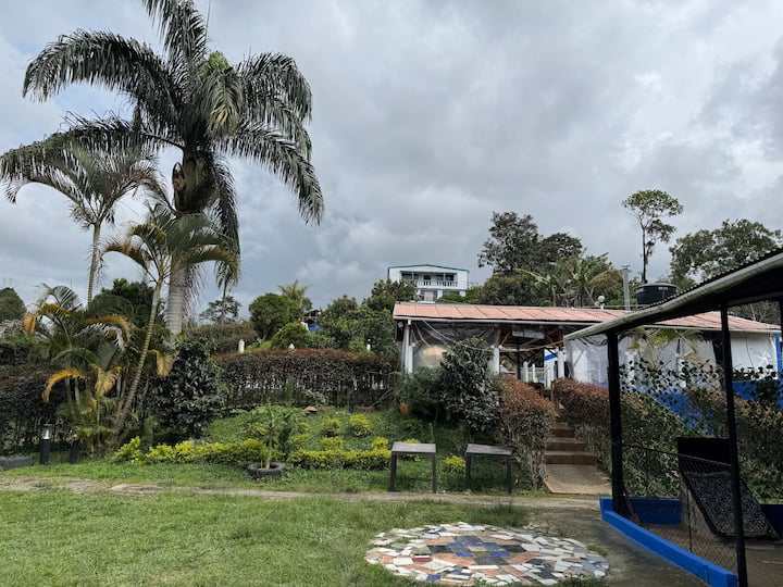 Baum Campestre - Pacho