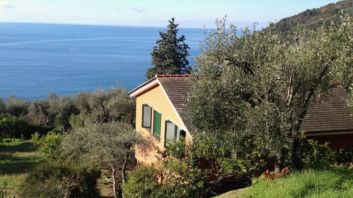 Un'oasi Di Pace E Relax  Al Mare  - Villa Oliva - Levanto