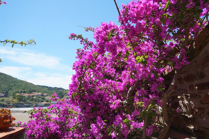 Maison Vue Mer Et Vignobles - Collioure