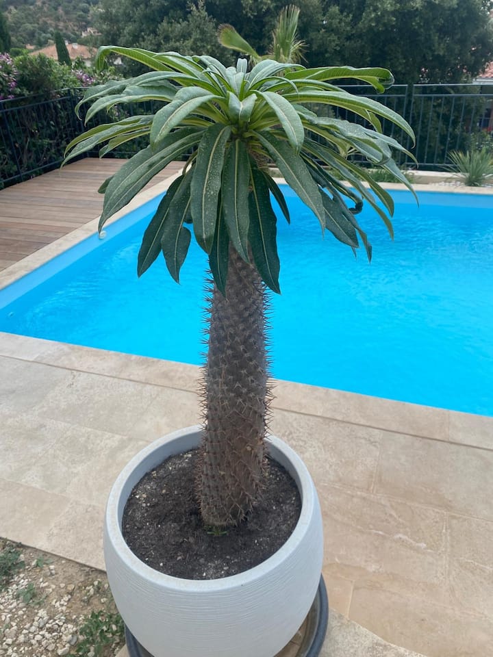 Villa Avec Piscine - Le Lavandou