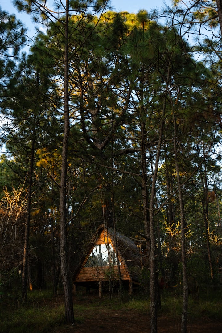 Conífera:habitáculo En El Bosque - Tapalpa