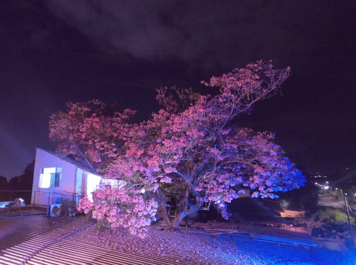 Casa Del áRbol - Mágica - En El Corazón De S.s. - San Salvador