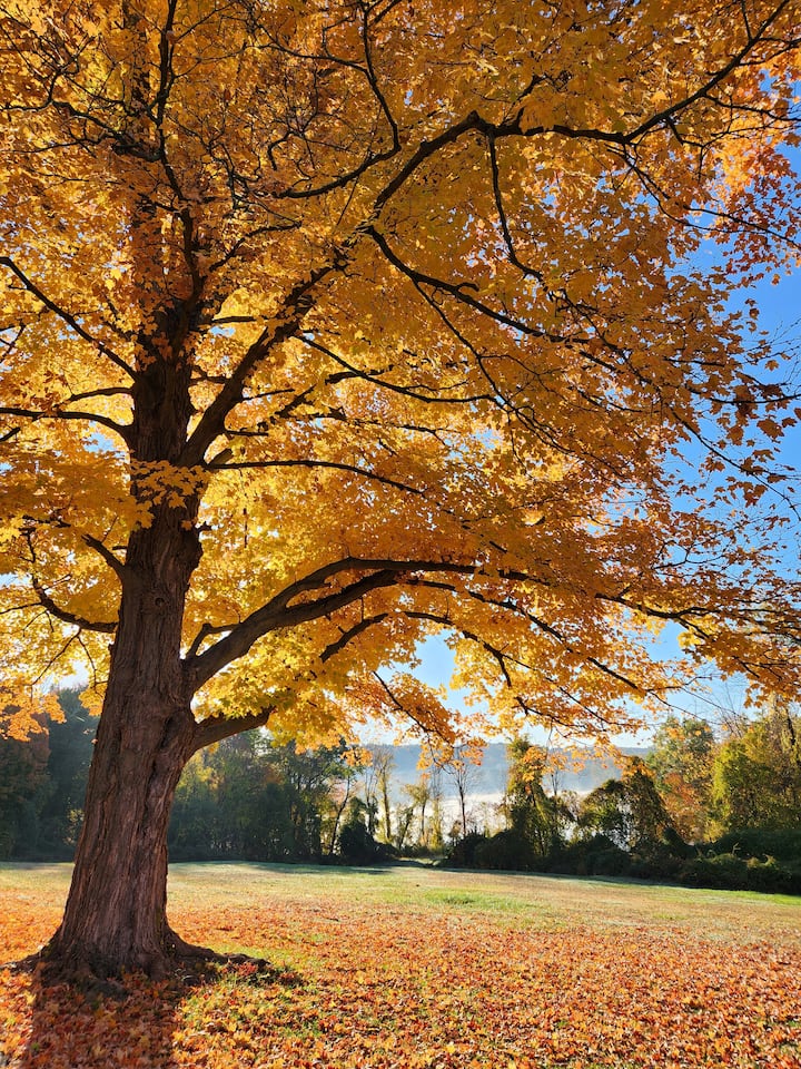 Country Escape: Easy Commute To Ny City - Yorktown, NY