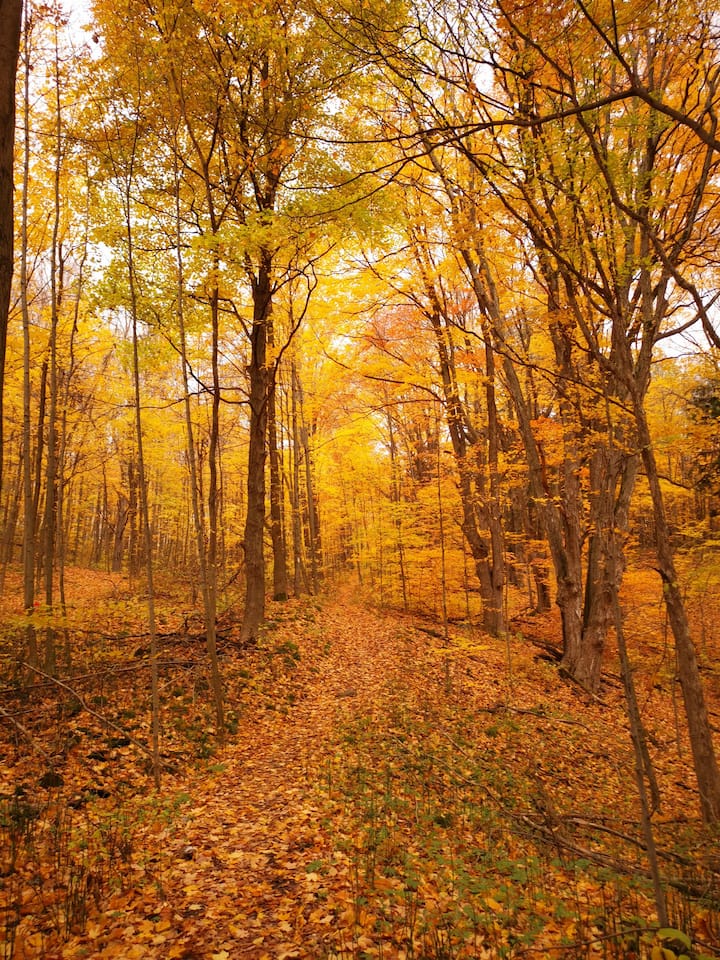 Fall At Forks Of The Credit - Caledon, ON, Canada