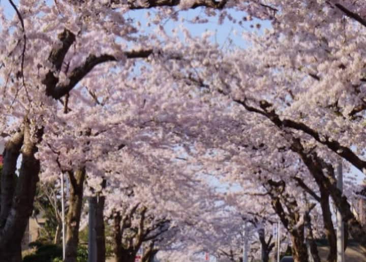 函館中心部 桜が丘通り
ワンちゃんと一緒に泊まれる宿 - Hakodate