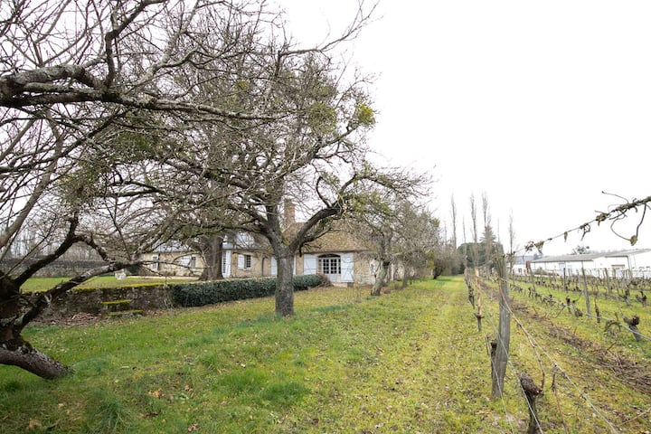 Belle Maison Au Milieu Des Vignes - Cheverny