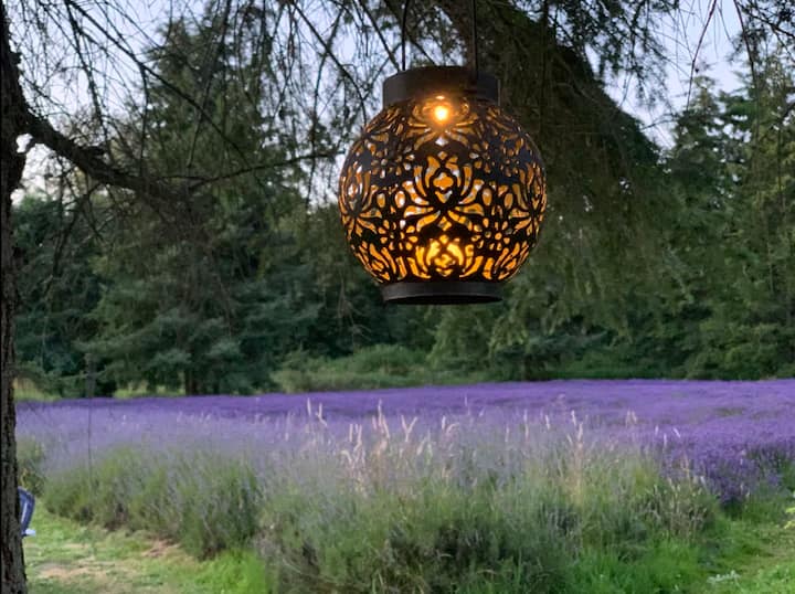 Lavender Farm & Victorian Feels - Sequim, WA