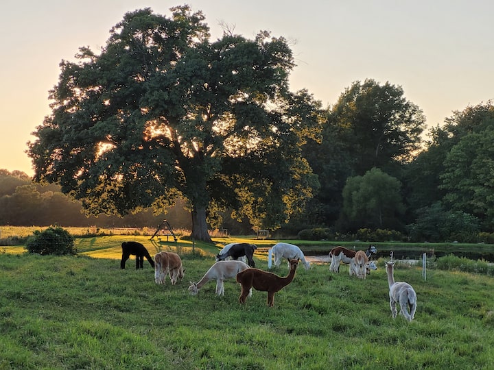 Alpacas & Ewe Farm Stay - Pennsylvania