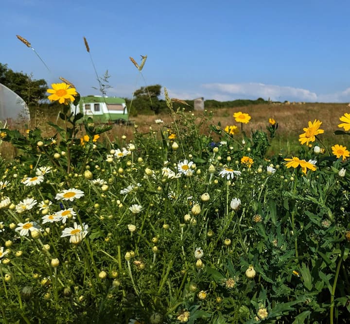 Cosy Glamping Caravan - Cardigan