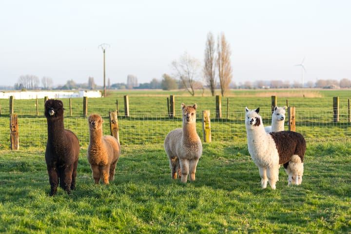 Overnachten Tussen De Alpaca's - 4 Pers. - Ostende