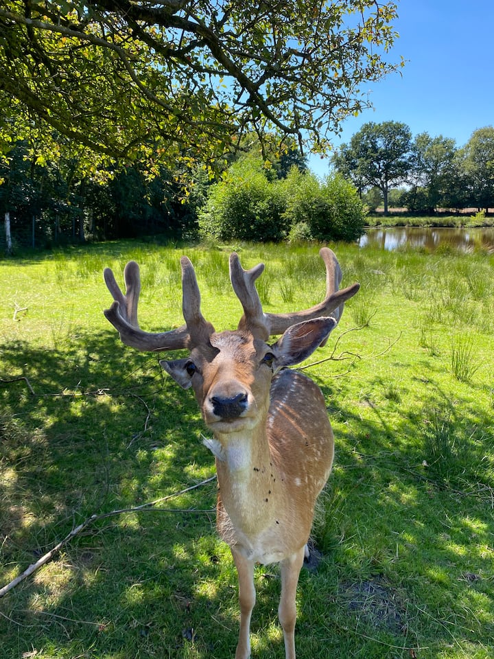Ferienhaus Am Hirschgehege - Ihlow