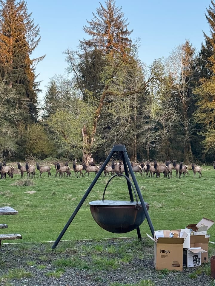 Bogachiel River Ranch - Forks, WA