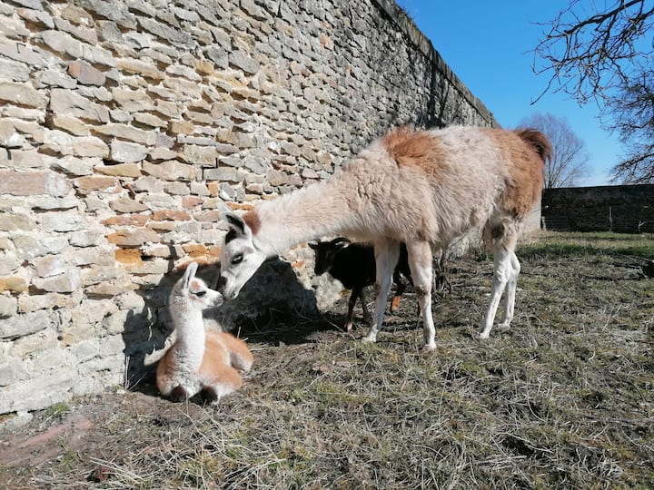 À La Ferme : Retour Aux Sources - Nord