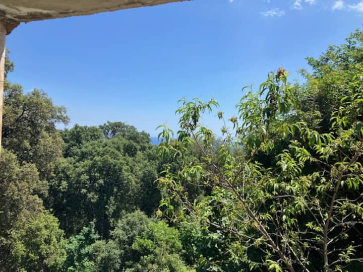 Villa T2 Avec Terrasse Couverte Et Jardin 200 M² - Bastia