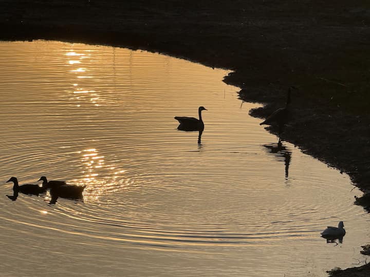 Come Stay In The Country - Saugatuck, MI