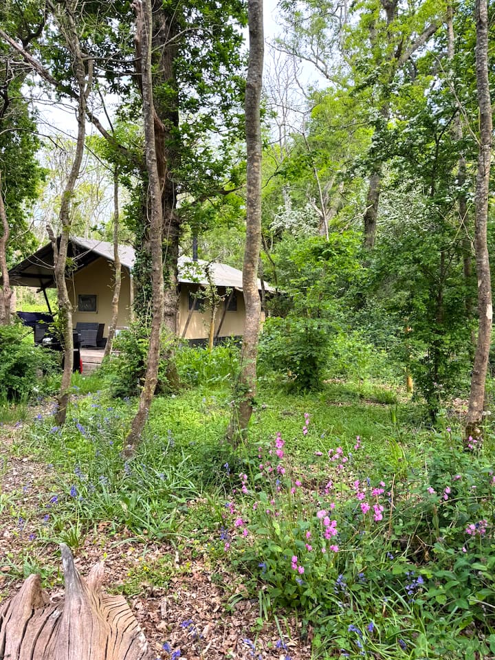 Hedgehog's Den Woodland Safari Tent - Isle of Wight