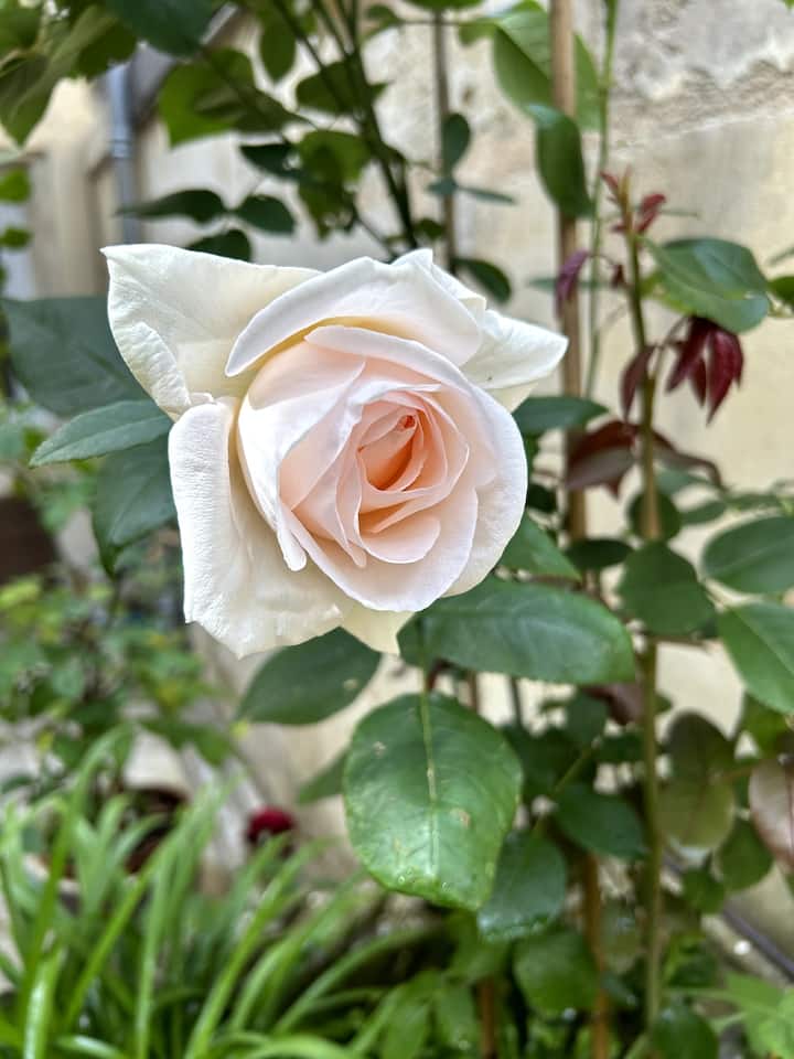 Charmante Maison De Ville - Cognac
