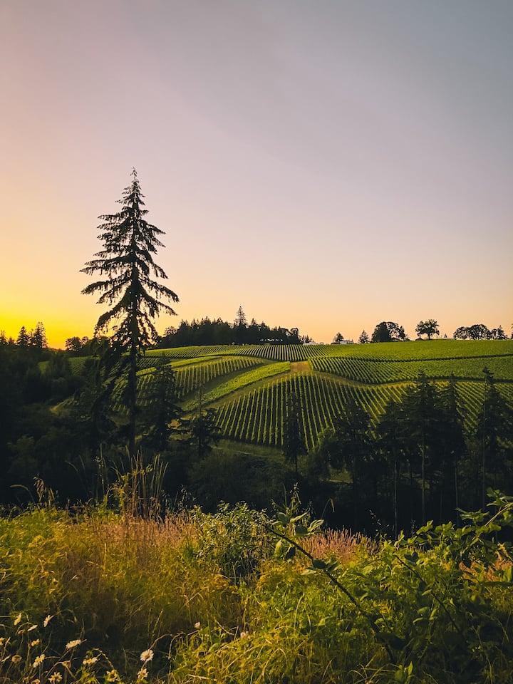 Wilfern Ranch: Lux New Mid-century Modern Home - Domaine Drouhin Oregon