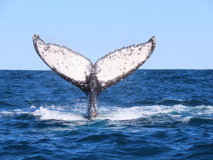 Tehillah House - Evans Head