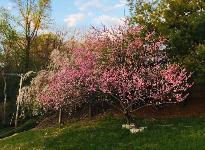 Sophia's Flat B-no Step & Quiet & Kid-pet Friendly - Media, PA