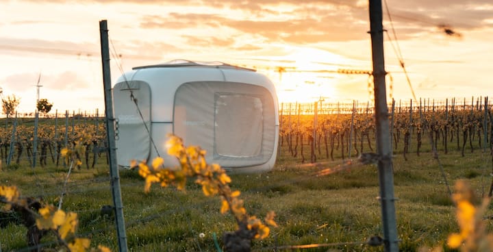 Romance Among The Vines - Cube - Speyer