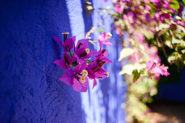La Maison Bleue - 6 Personnes - Porquerolles