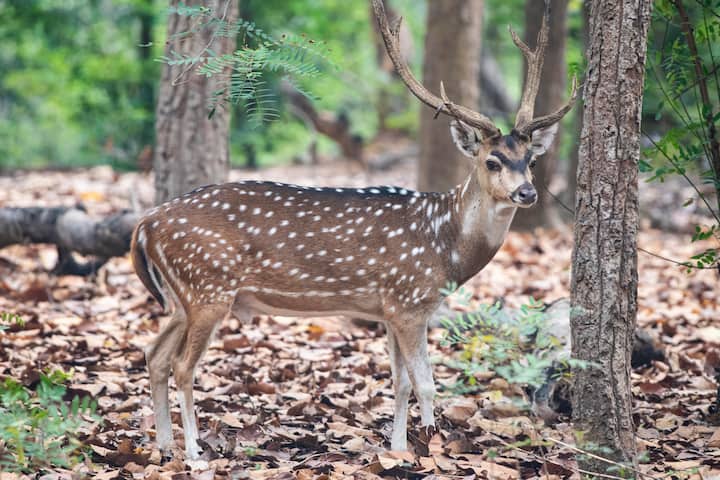 Mrigana Deluxe Triple Occupancy Ground Floor Room - Santiniketan