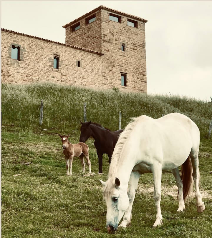 Palacio Xiv/torre. Plena Naturaleza Cerca Pamplona - Aoiz
