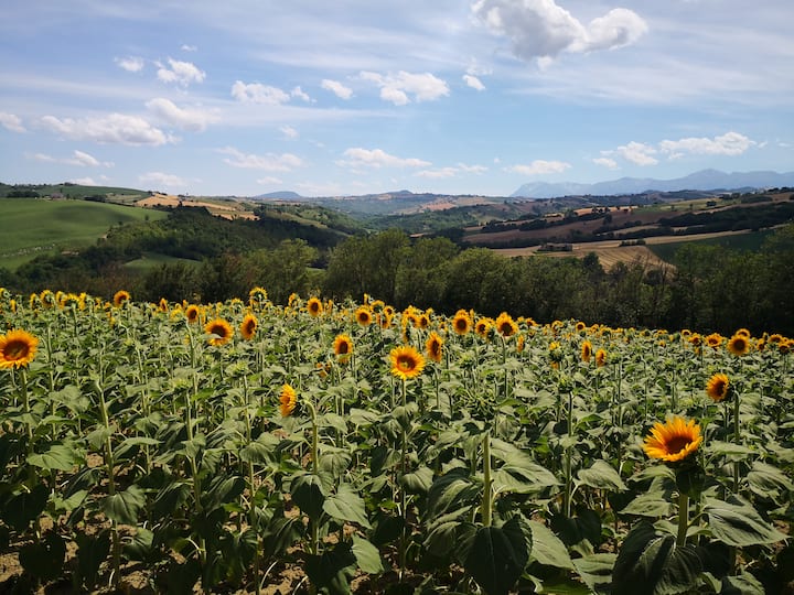Villa Tra Le Colline Marchigiane - Italy