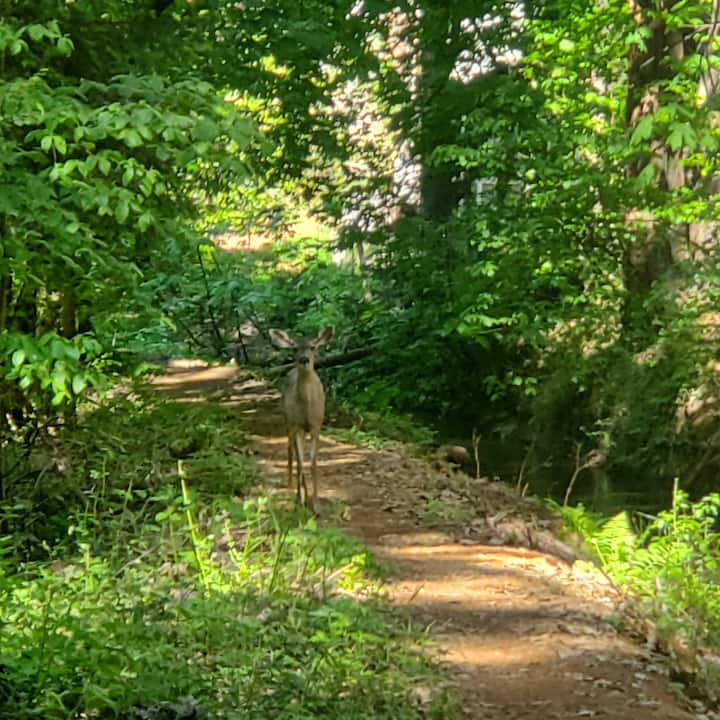 Gold Country Ditch Tender House - Nevada City, CA