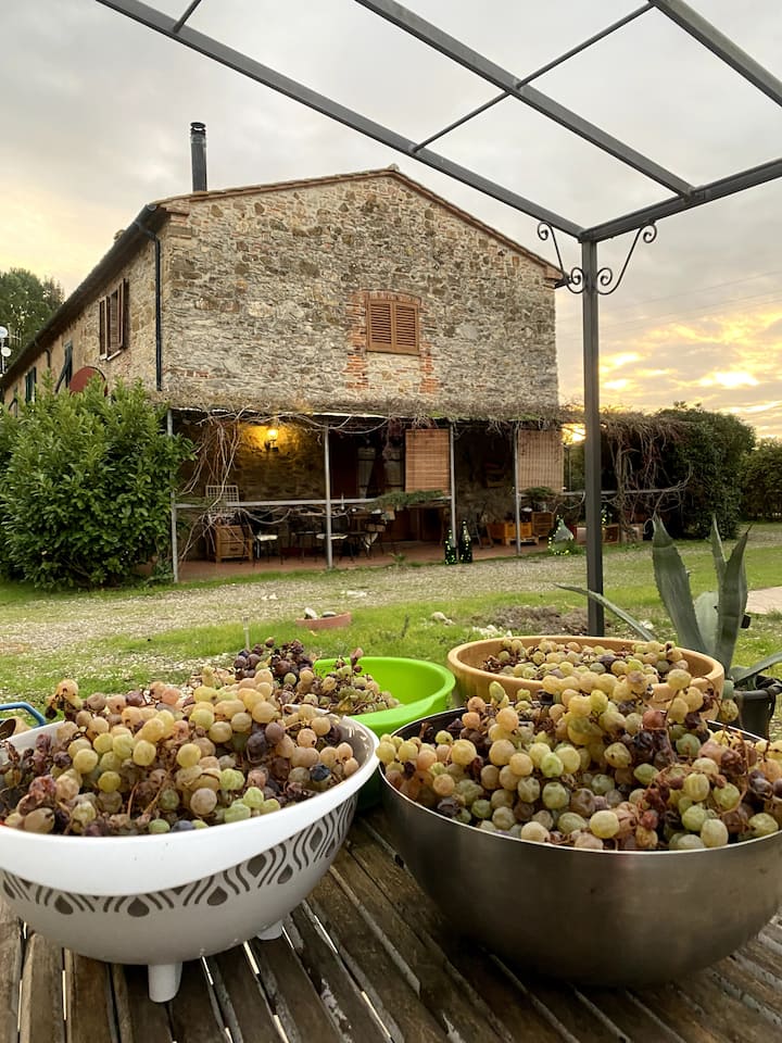 Oliva - Campiglia Marittima